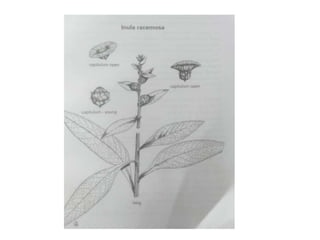 Pippali, prishniparni, punarnava, pushkaramoola | PPTX