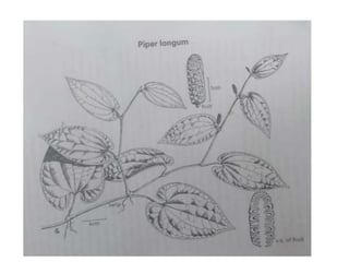 Pippali, prishniparni, punarnava, pushkaramoola | PPTX