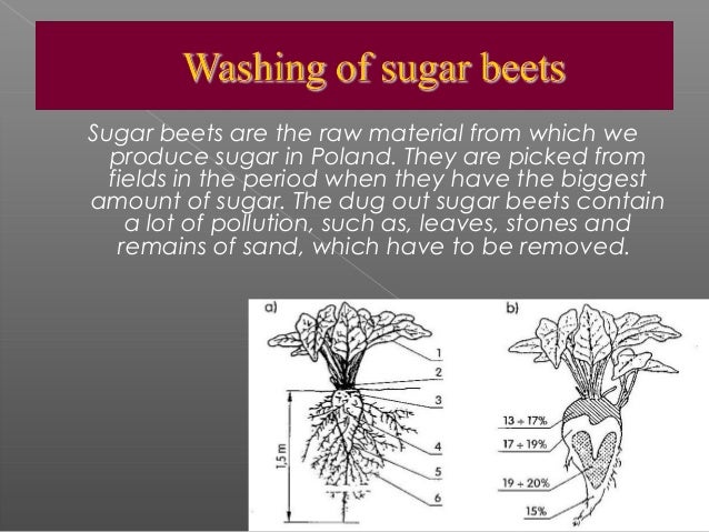 Pirah' presentatin | PPT