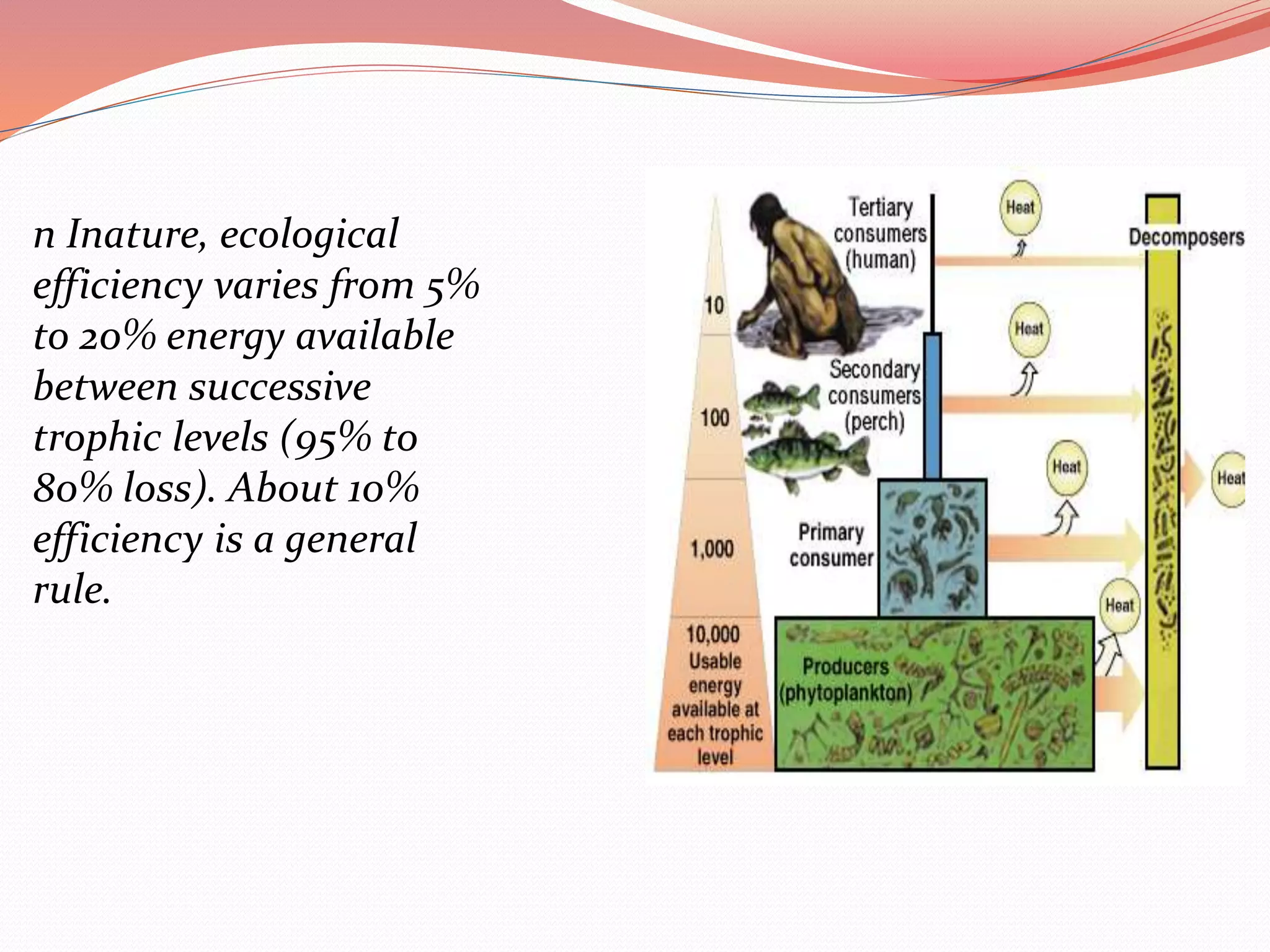 ecological Piramid for eco system | PPTX