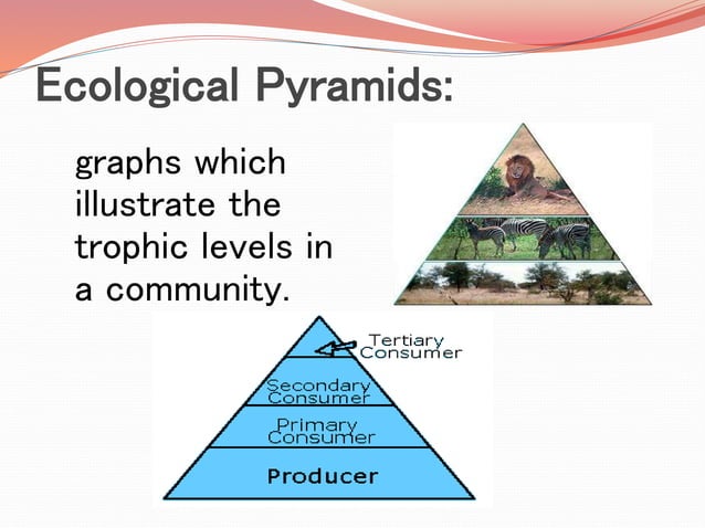 ecological Piramid for eco system | PPT