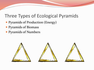 ecological Piramid for eco system | PPTX