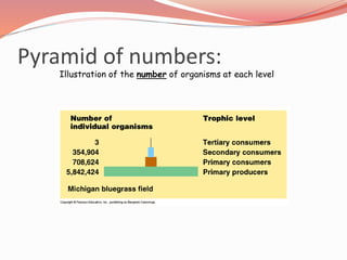 ecological Piramid for eco system | PPTX