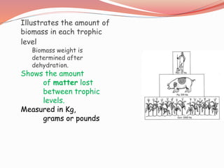 ecological Piramid for eco system | PPTX