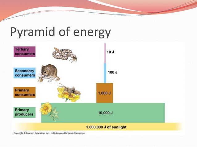 ecological Piramid for eco system | PPT