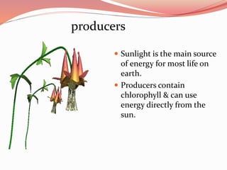 ecological Piramid for eco system | PPTX