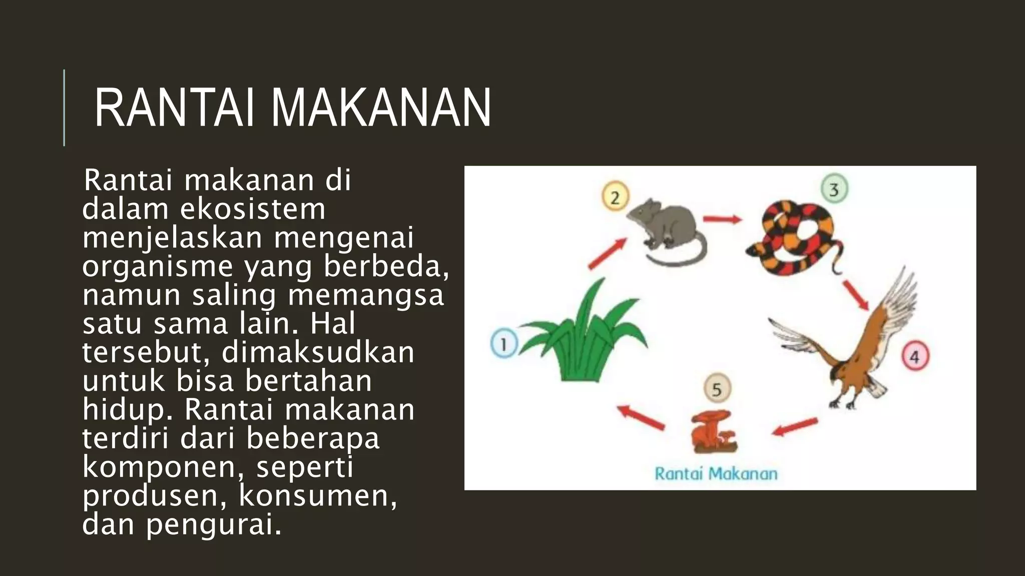 Piramida dan jaring jaring makanan | PPTX