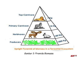 Piramida ekologi | PPTX