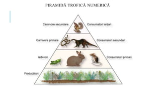 Piramide ecologice | PPT