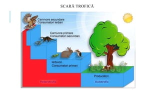 Piramide ecologice | PPT