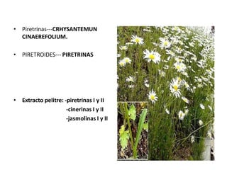 PIRETRINAS_Y_PIRETROIDES.pptx
