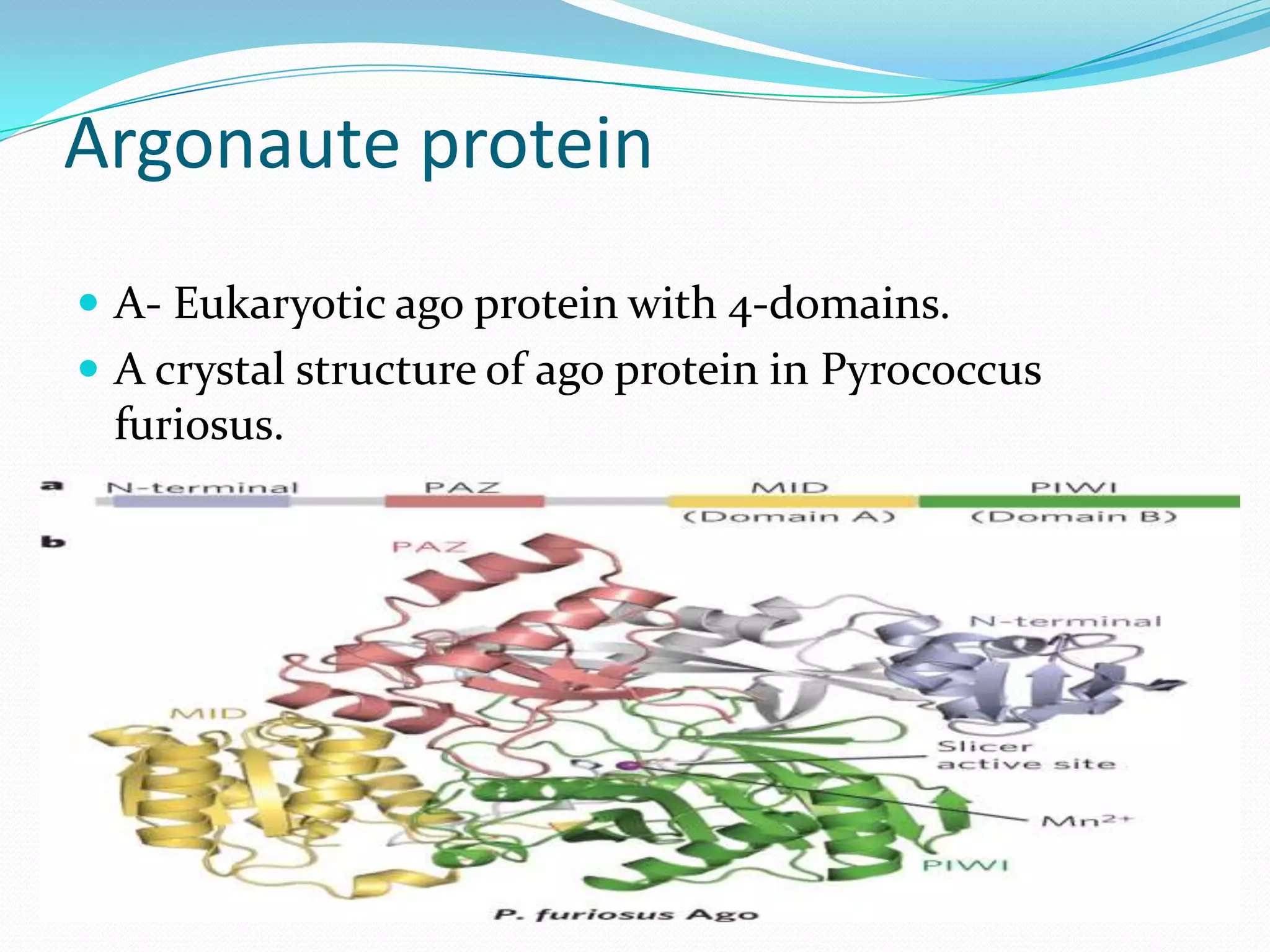 Pi rna-ppt, sasmita behura | PPTX