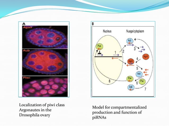 Pi rna-ppt, sasmita behura | PPT