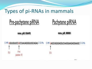 Pi rna-ppt, sasmita behura | PPT
