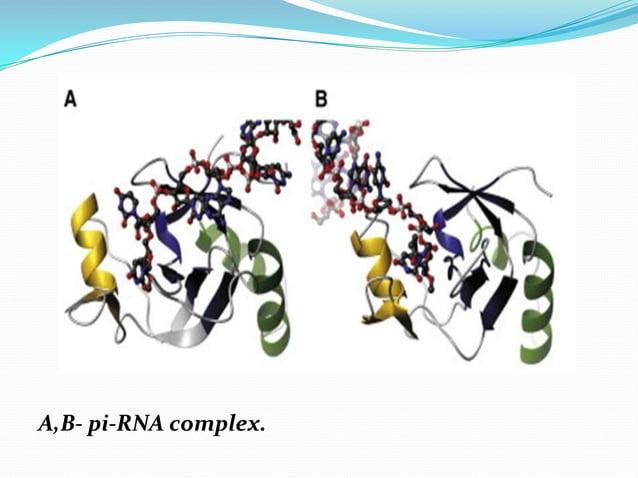Pi rna-ppt, sasmita behura | PPT