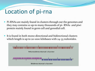 Pi rna-ppt, sasmita behura | PPT
