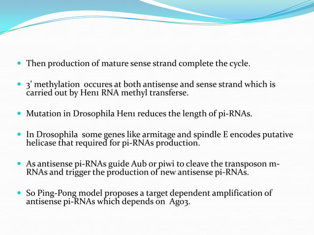Pi rna-ppt, sasmita behura | PPT