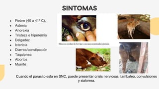 Piroplasmosis | PPTX