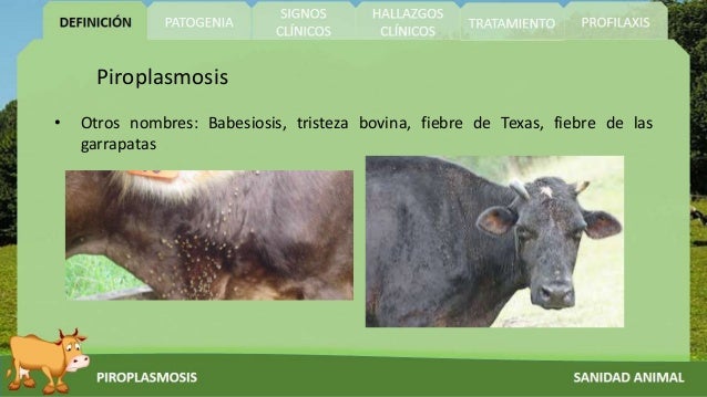 Piroplasmosis y anaplasmosis, sanidad animal