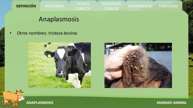Piroplasmosis y anaplasmosis, sanidad animal