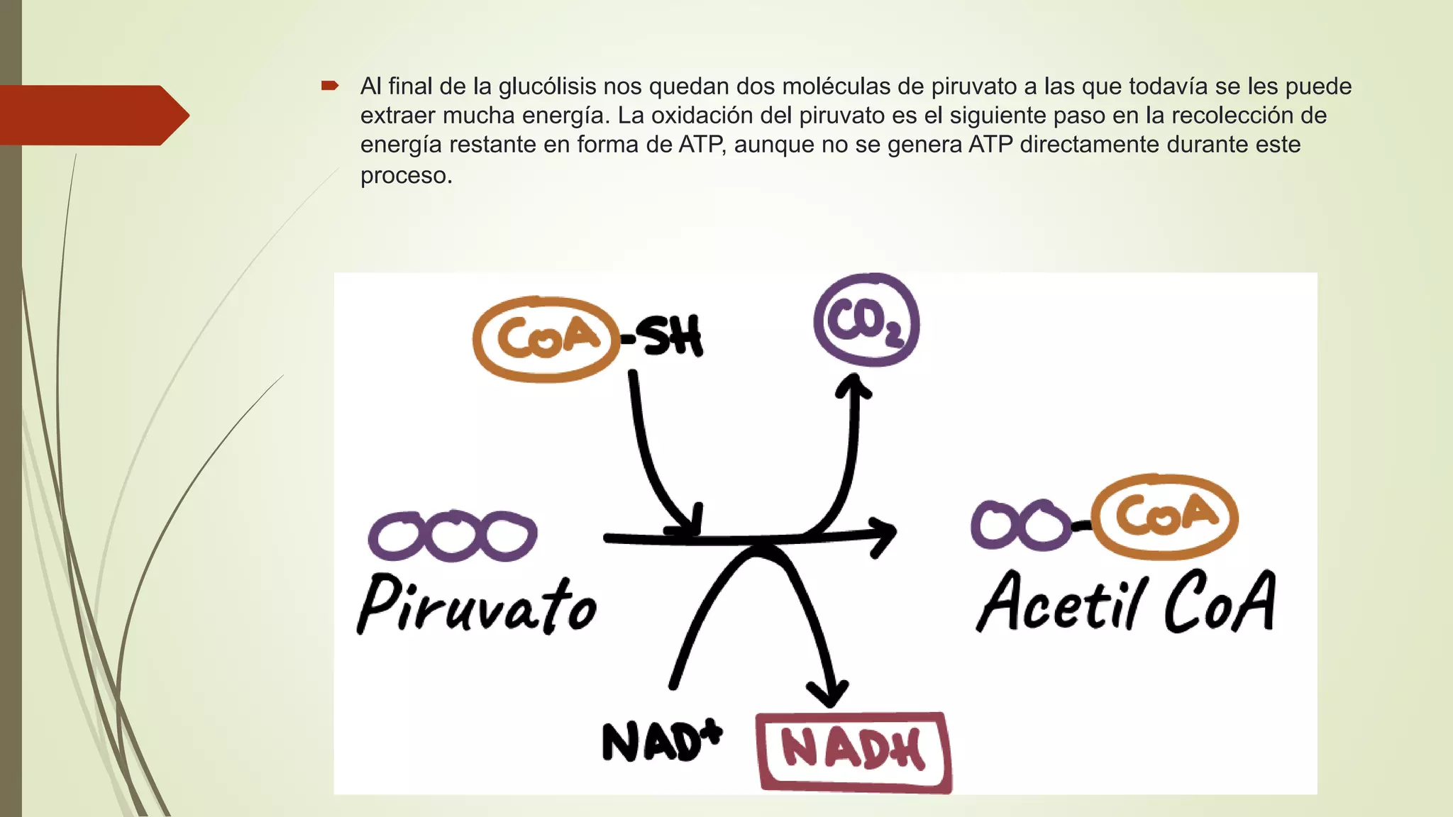 Piruvato a acetil coa.pptx