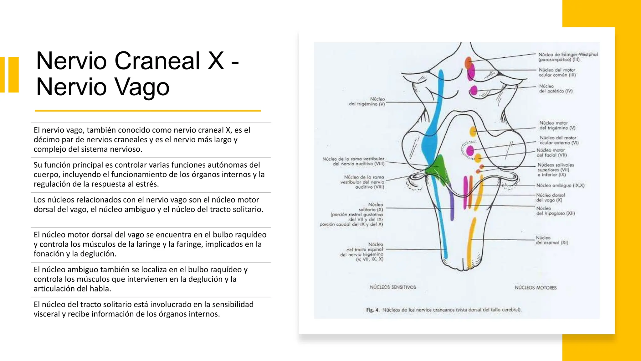 presentacion sobre los nucleos de los nervios craneales | PPTX