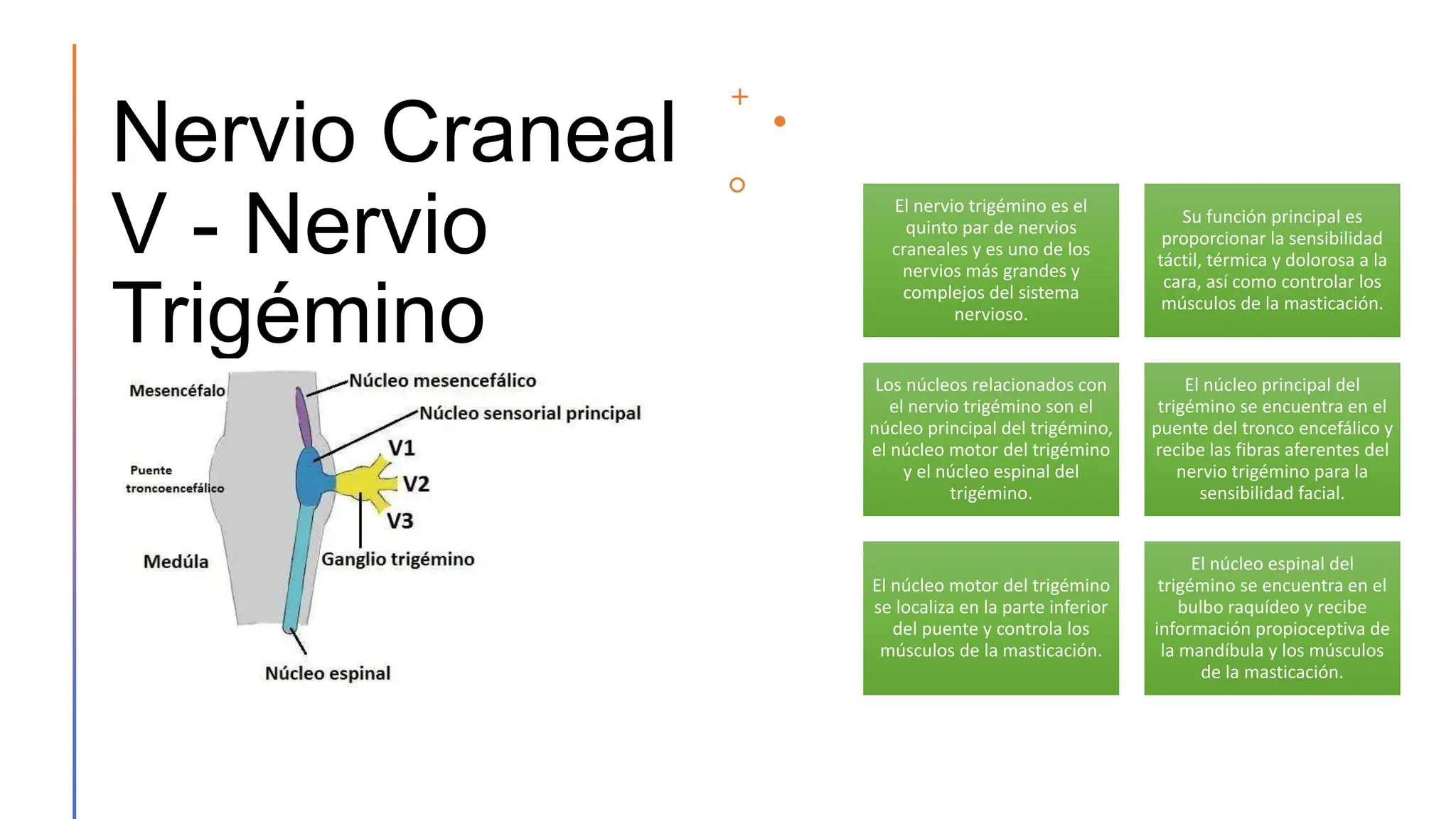 presentacion sobre los nucleos de los nervios craneales | PPTX