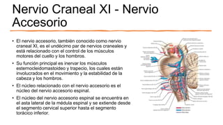 presentacion sobre los nucleos de los nervios craneales | PPTX