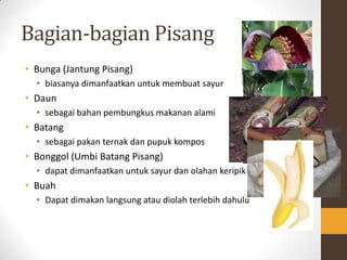 Pisang | PPTX
