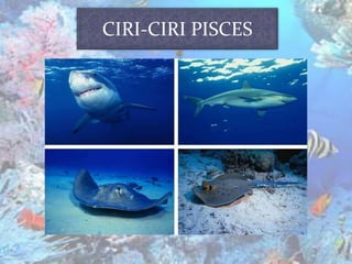 Biologi Animalia SMA Kelas 10 Pisces | PPTX