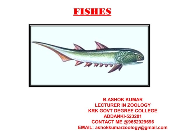 Pisces general characters and classification - copy | PPT | Fish and ...