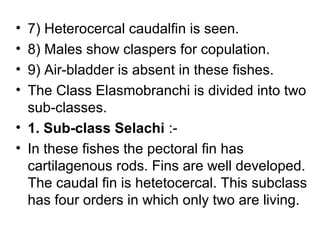 Pisces general characters and classification - copy | PPT