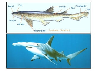 Pisces general characters and classification - copy | PPT