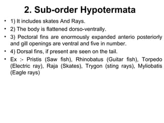 Pisces general characters and classification - copy | PPT