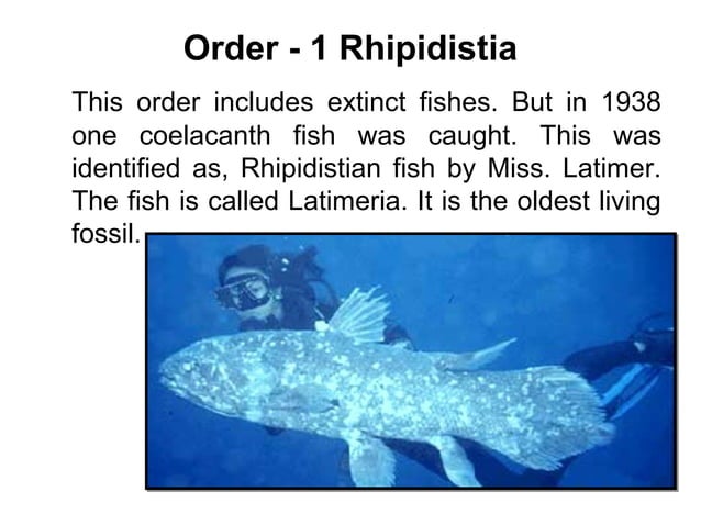 Pisces general characters and classification - copy | PPT | Fish and ...