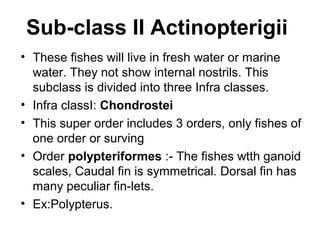 Pisces general characters and classification - copy | PPT