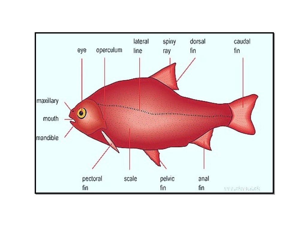 Pisces general characters and classification - copy