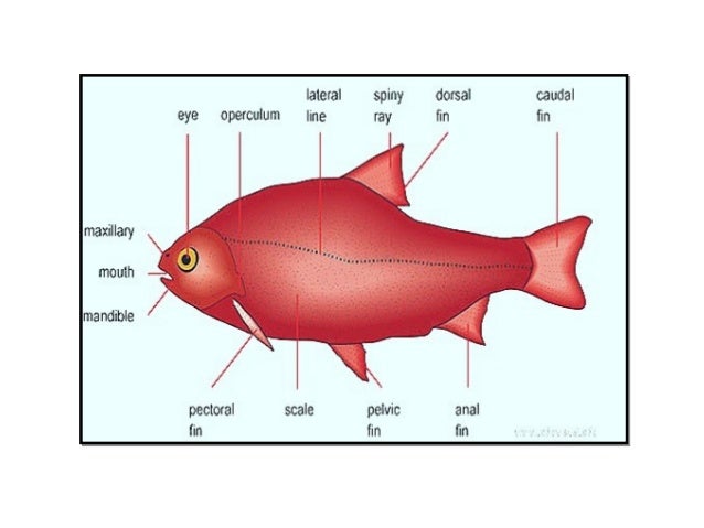 Pisces general characters and classification - copy