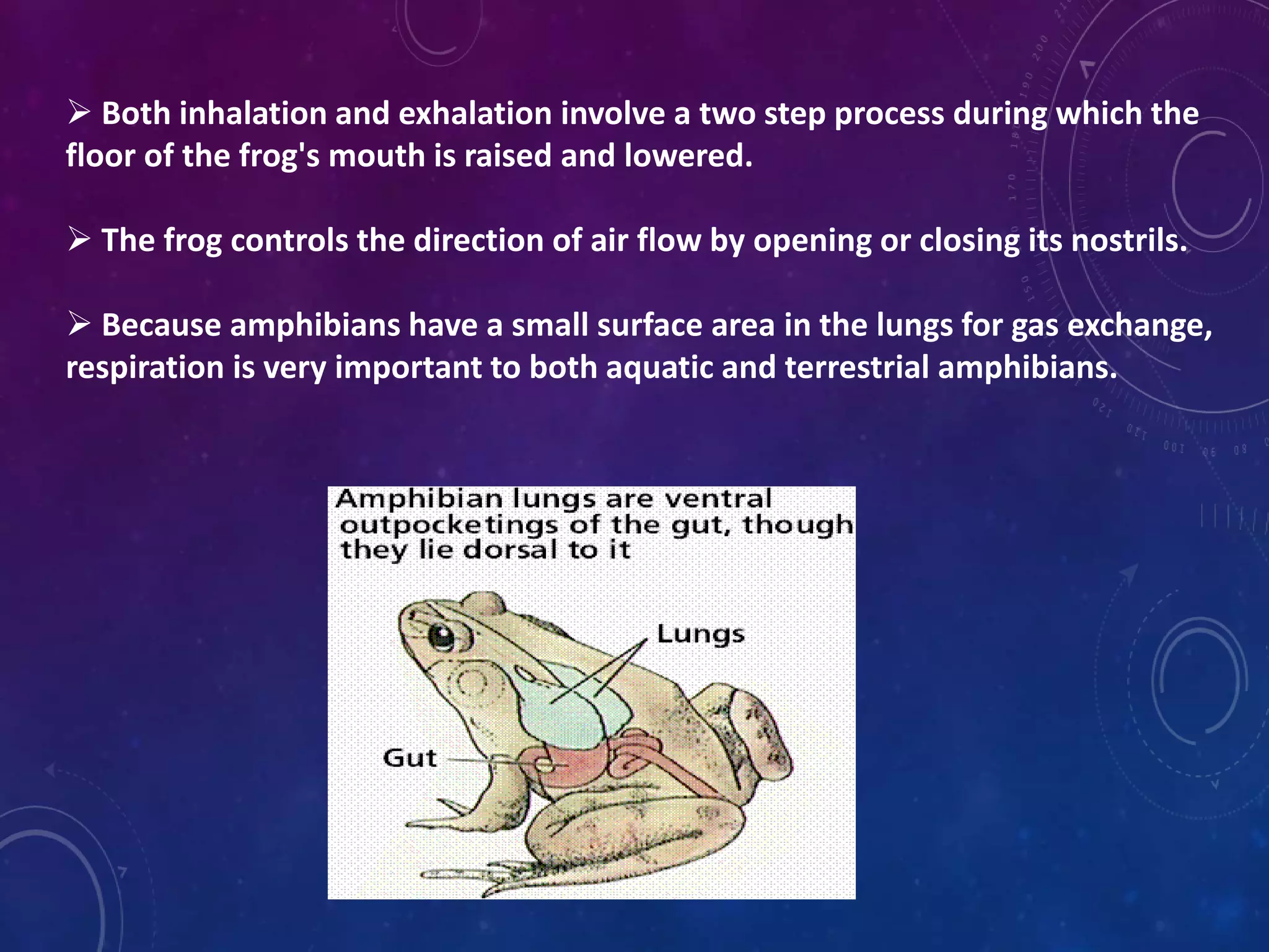 Presentation on Organ & Mechanism of Respiration in Pisces And ...