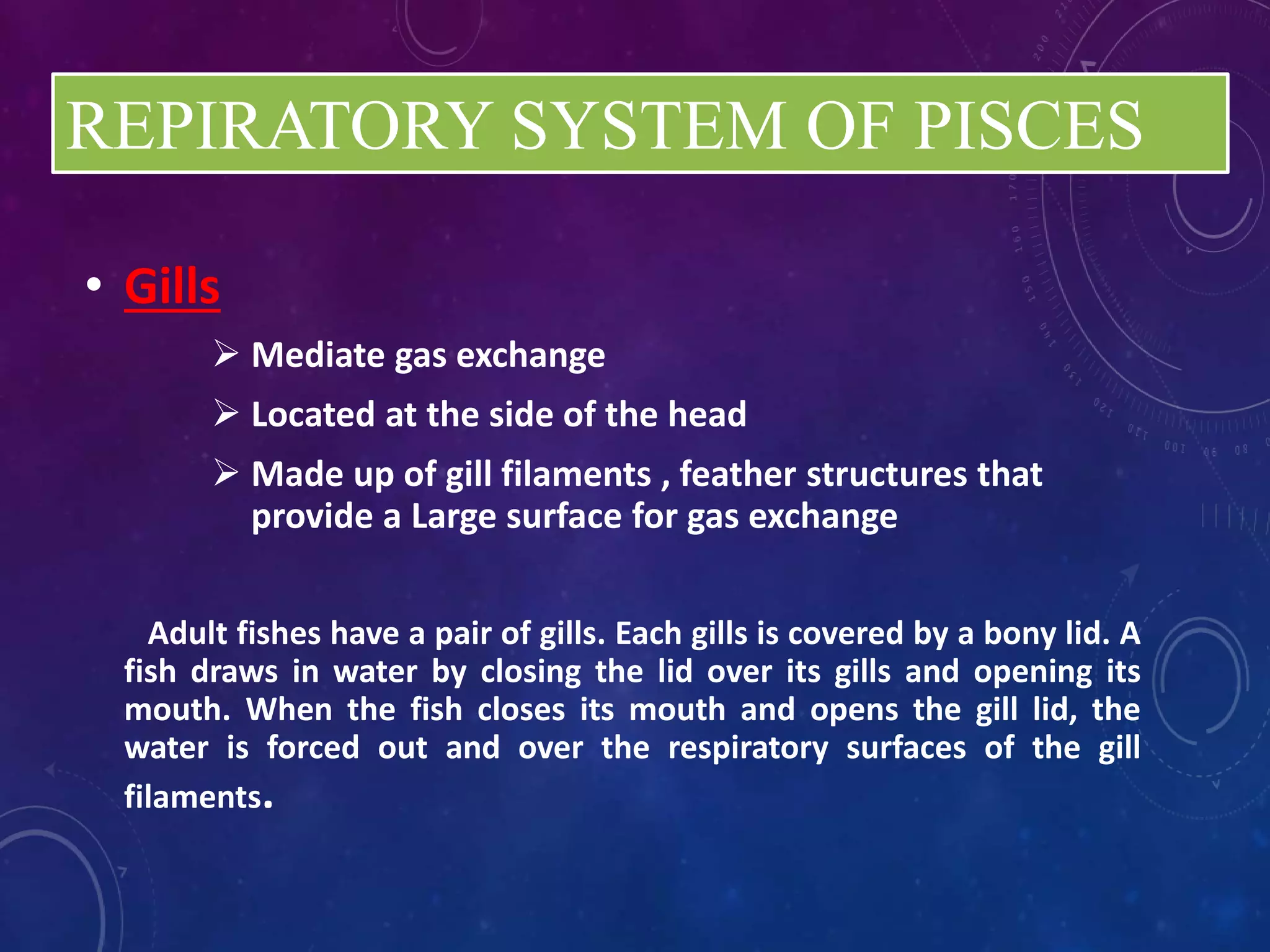 Presentation on Organ & Mechanism of Respiration in Pisces And ...
