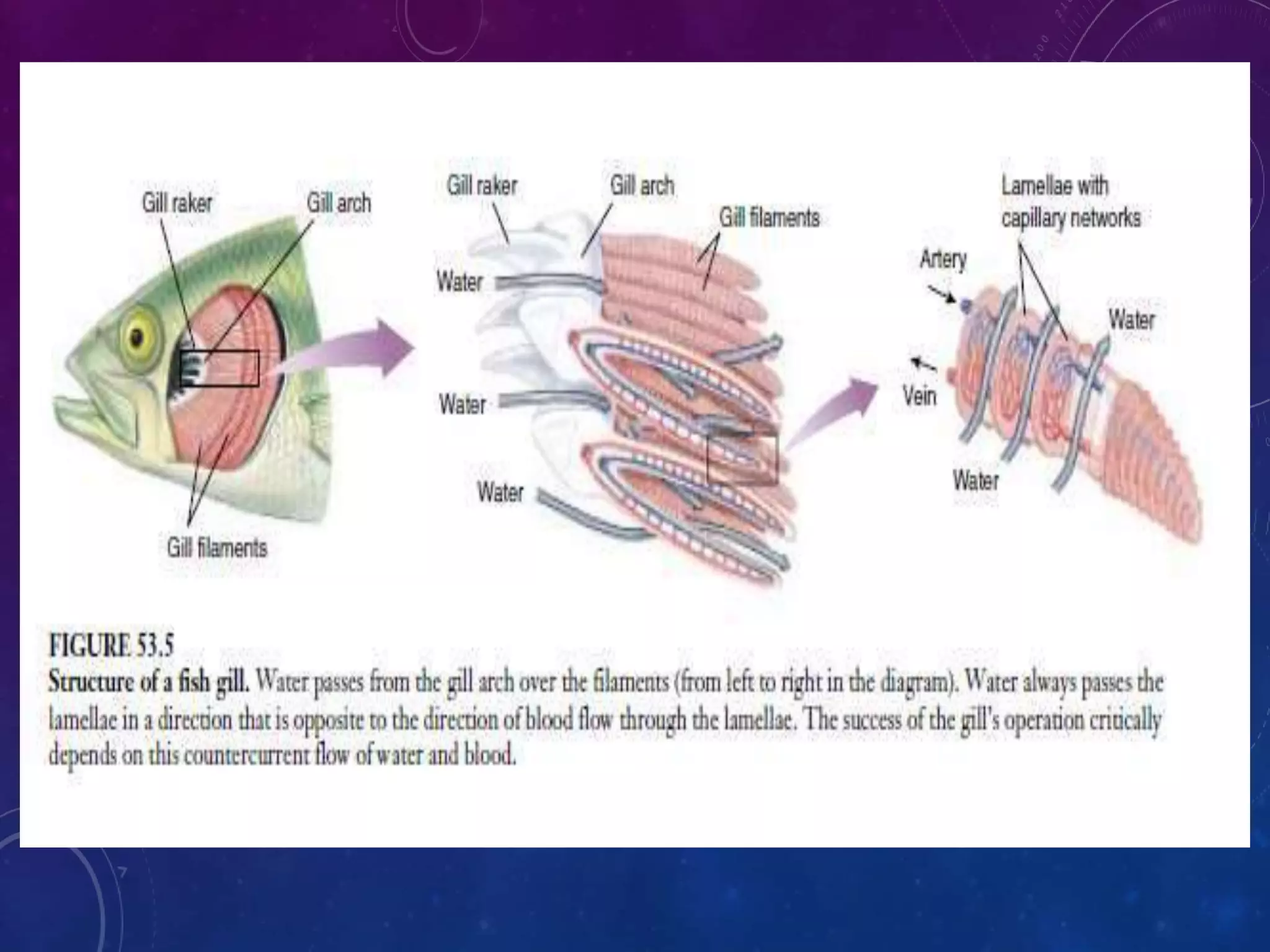 Presentation on Organ & Mechanism of Respiration in Pisces And ...