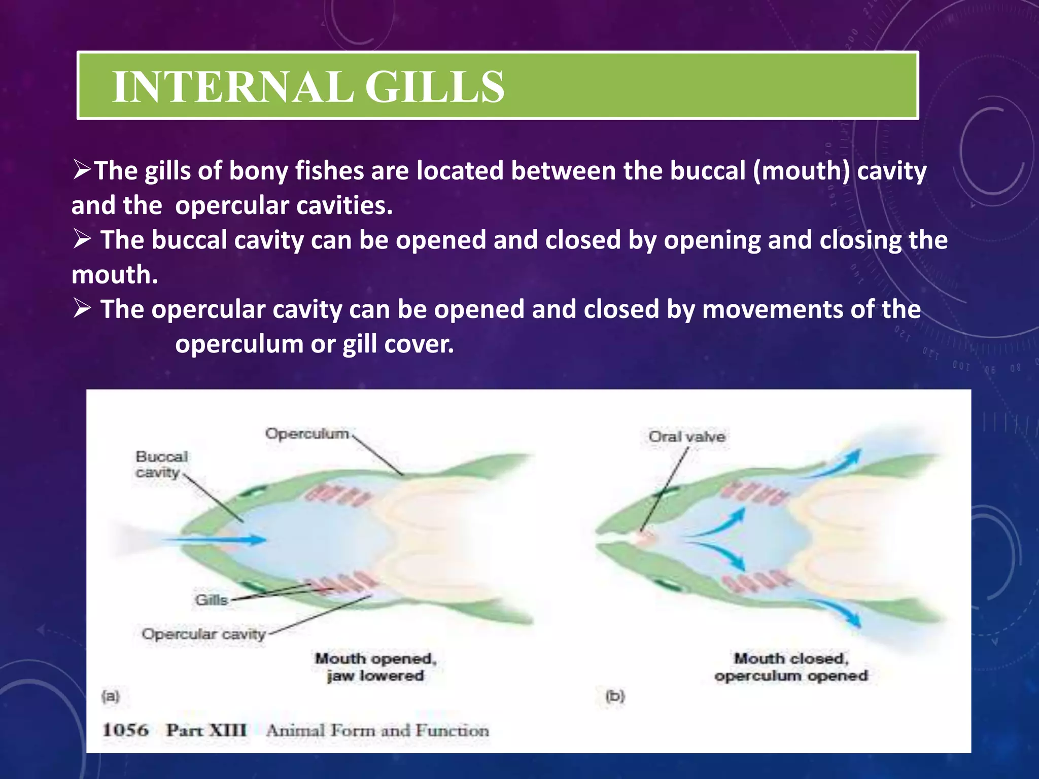 Presentation on Organ & Mechanism of Respiration in Pisces And ...