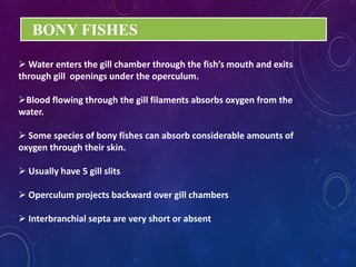 Presentation on Organ & Mechanism of Respiration in Pisces And ...