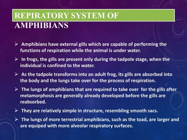 Presentation on Organ & Mechanism of Respiration in Pisces And ...