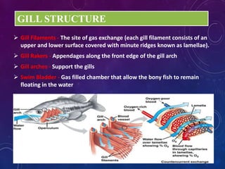 Presentation on Organ & Mechanism of Respiration in Pisces And ...
