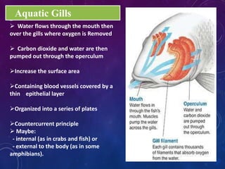 Presentation on Organ & Mechanism of Respiration in Pisces And ...
