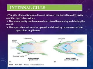 Presentation on Organ & Mechanism of Respiration in Pisces And ...