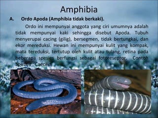 Pisces and Amphibian | PPT