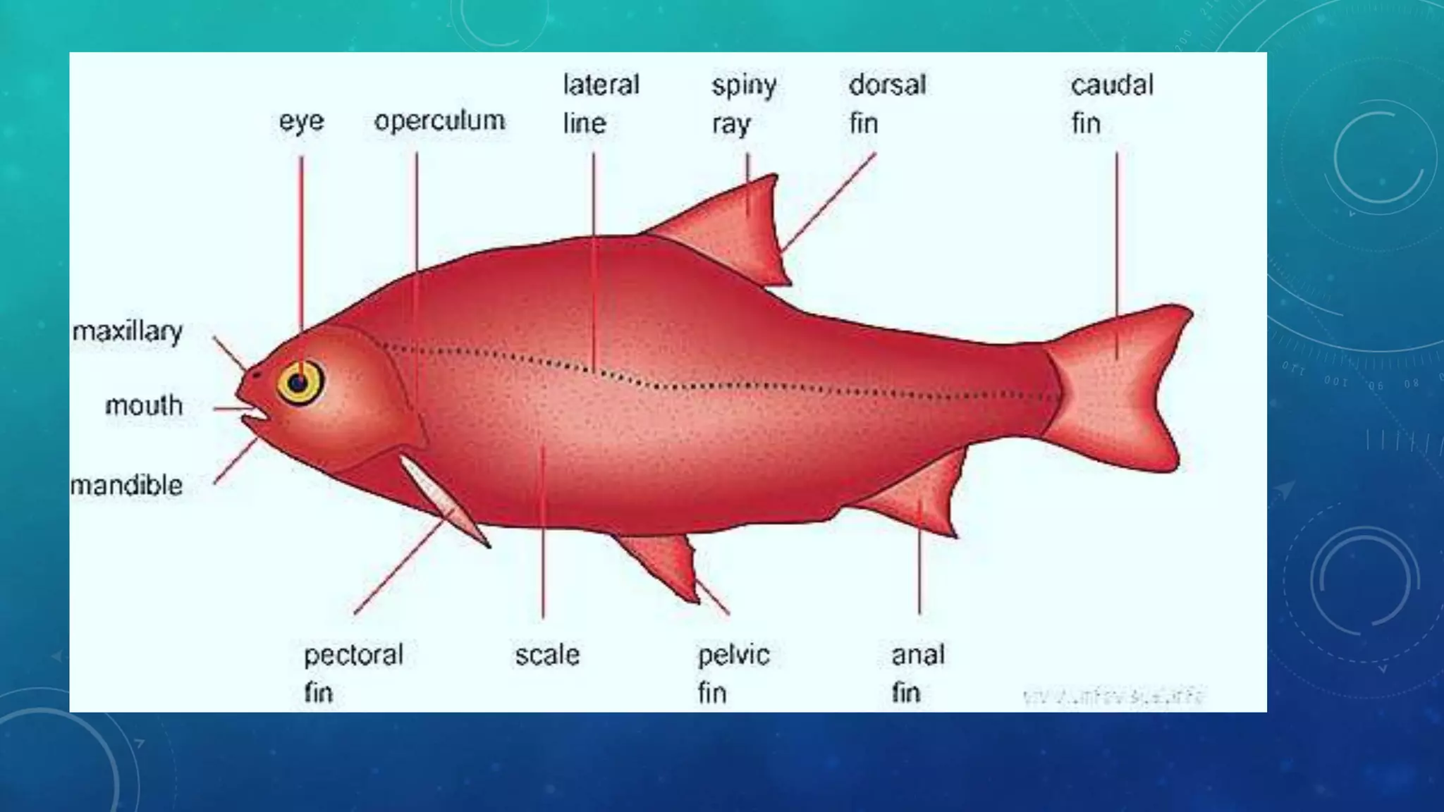 Pisces classication ppt | PPTX