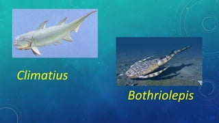 Pisces classication ppt | PPTX